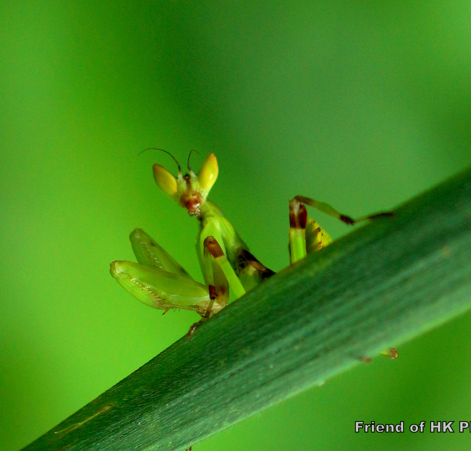 Photographic Wildlife Stories in UK/Hong Kong: Strange Looking Insects