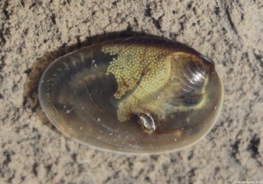The Natural History of Bodega Head: The shrimp with a shell