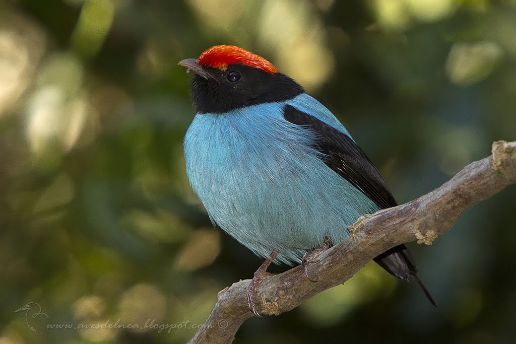 Aves del Nea: Bailarín azul (Swallow-tailed Manakin) Chiroxiphia caudata