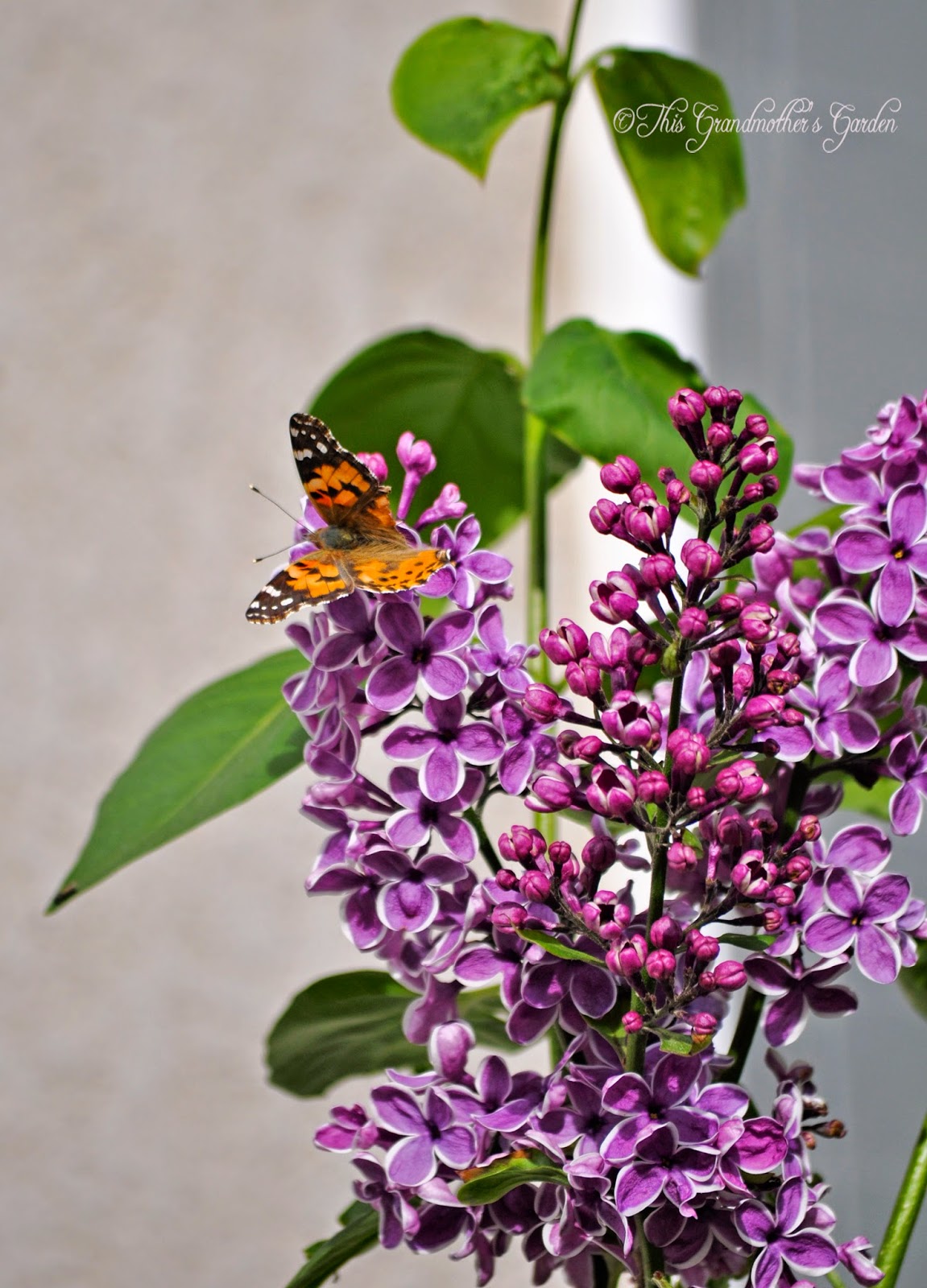 This Grandmother's Garden: Painted Ladies Migration