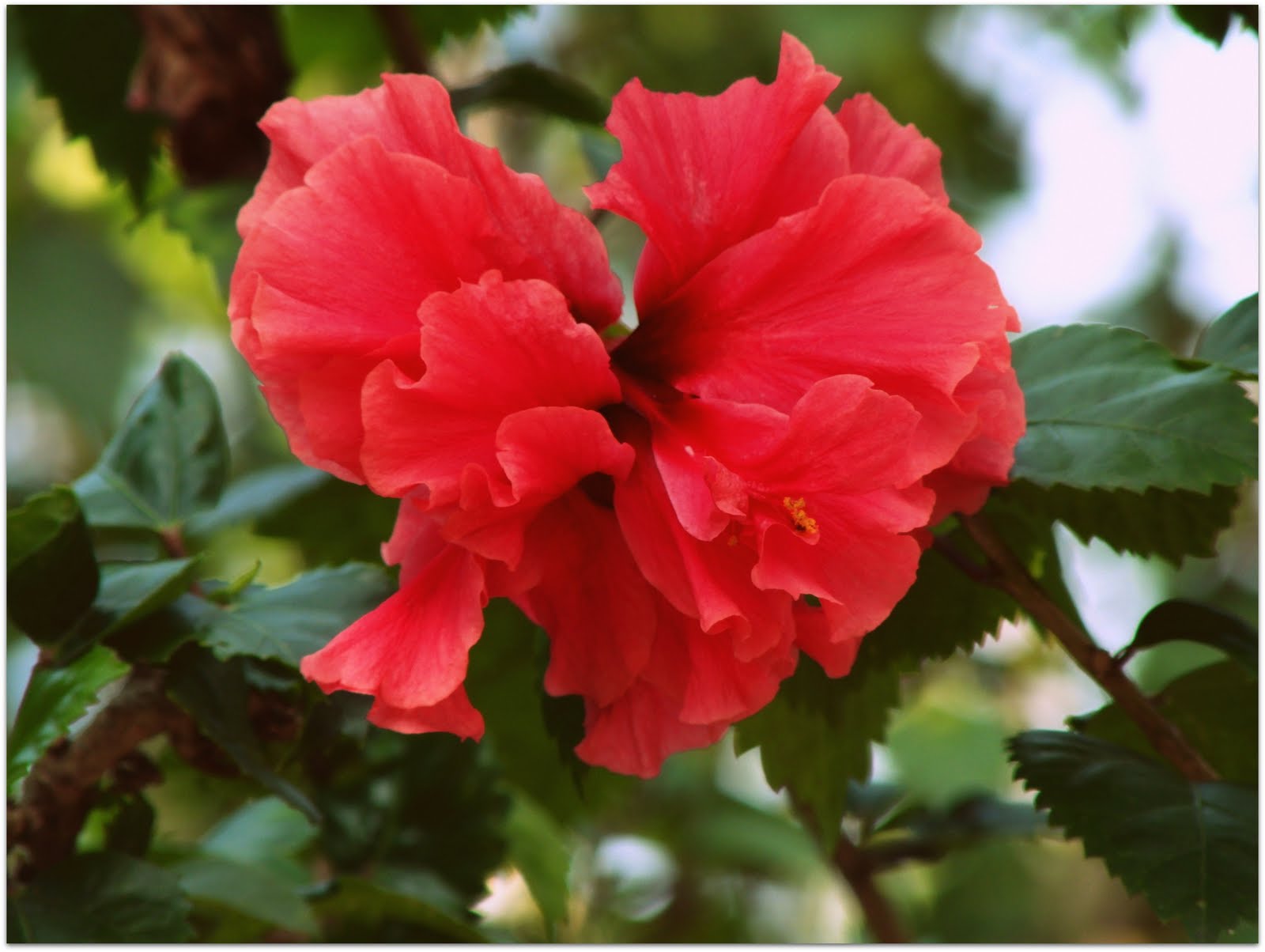 RIMA DANIA: Taman 1000 Bunga Melaka