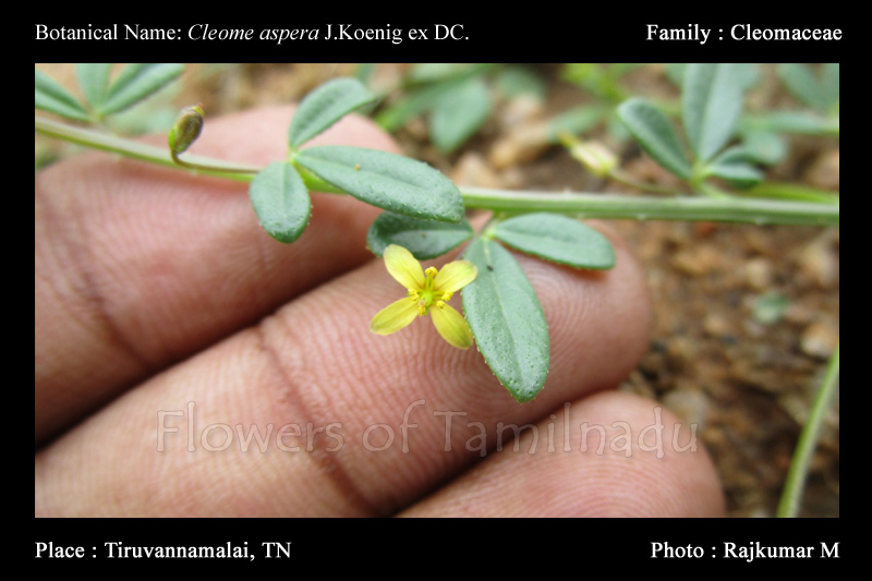 Cleome aspera - Rough Spider Flower - Flowers of Tamilnadu