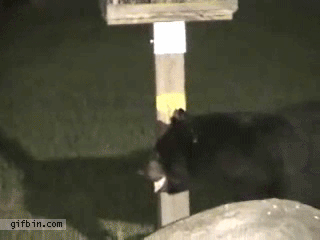 vavelhaber: FUNNY AND FAIL ANIMAL (GIF) ΑΣΤΕΙΑ ΖΩΑ PART 4