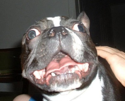 We LOVE dogs: O meu cachorro é feio, mas é feliz!