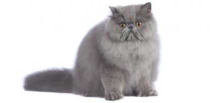 Kucing Persia Si Cantik Berhidung Pesek