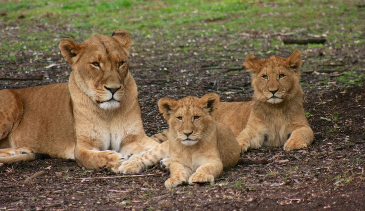 Lion family