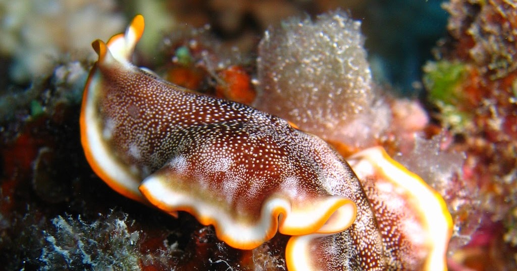 Real Monstrosities: Turbellarian Flatworm