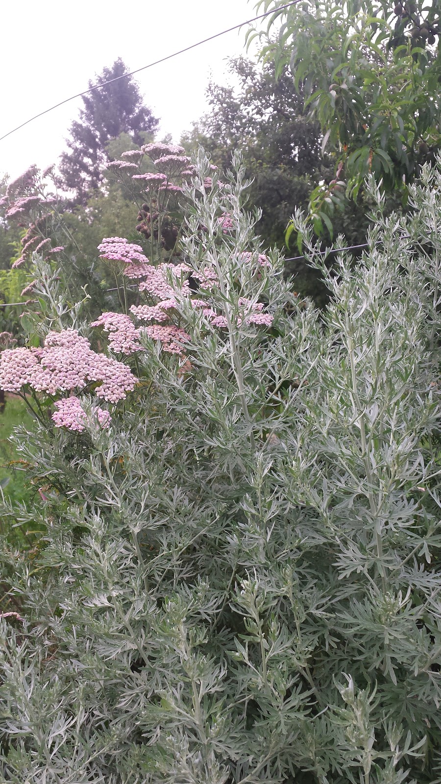 Stolisnik (Achillea millefolium)