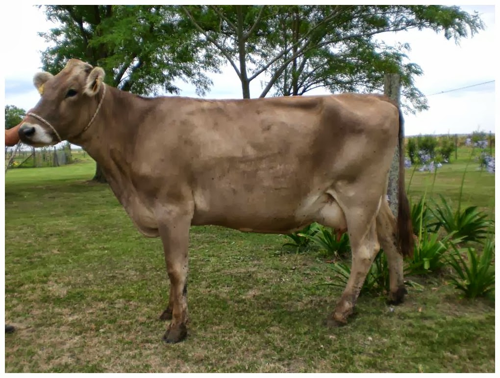 Generalidades de la Ganadería Bovina.: Pardo Suizo