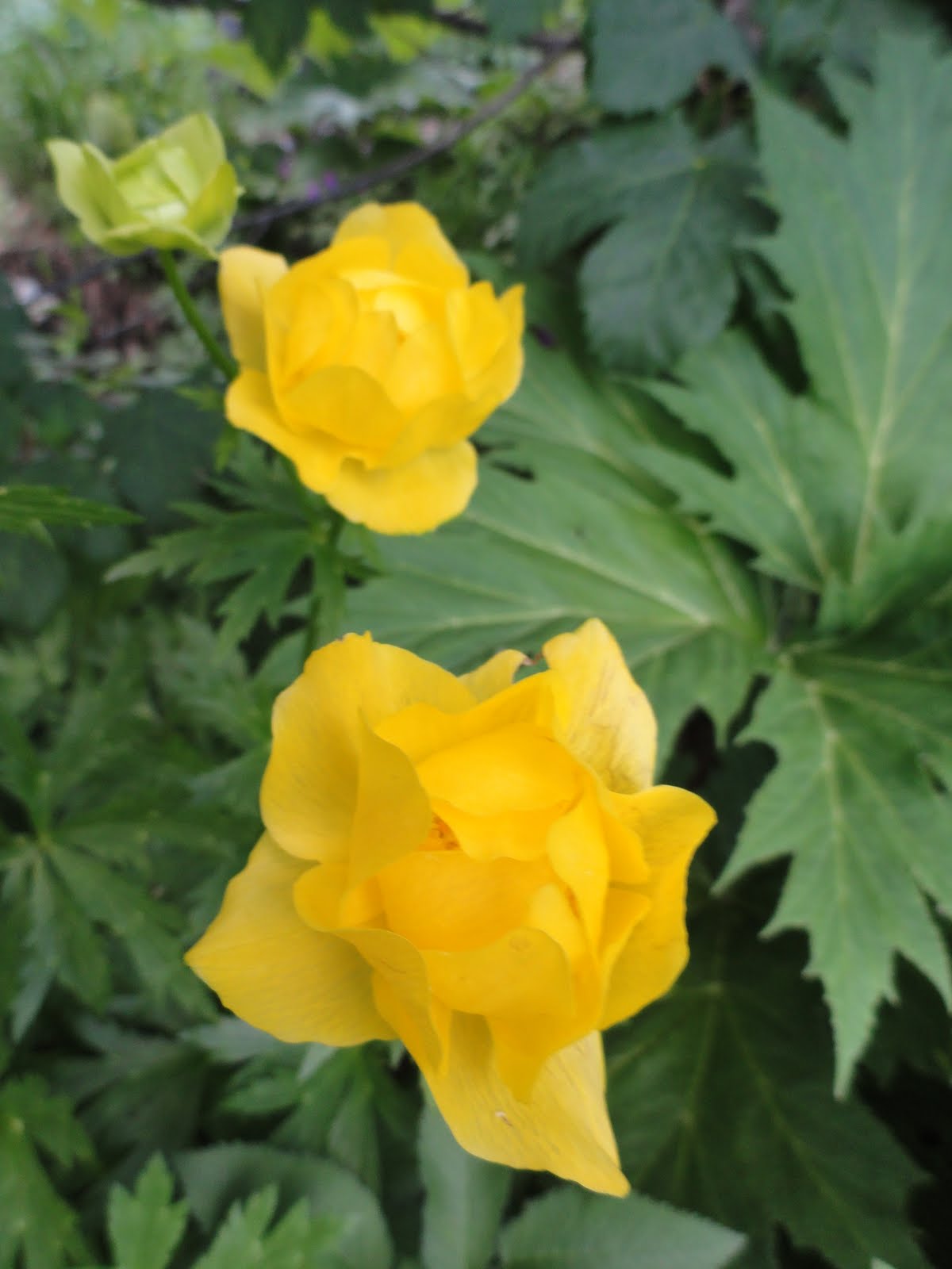 Frumusetile naturii: Bulbuci de munte (Trollius europaeus)