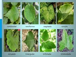 TAXONOMIA DE HOJAS