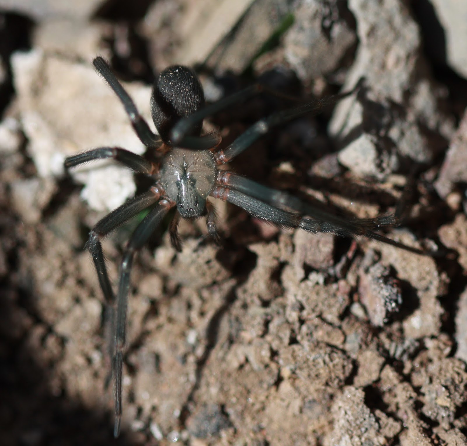 Bichos en Antofagasta: Loxosceles laeta, araña "no tan" de rincón.