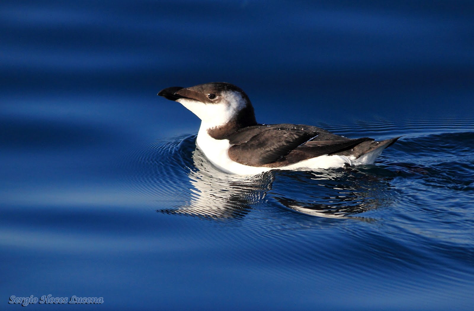 Viajes, Salidas, Naturaleza, (Fotografía).: Alca Común (Alca Torda).