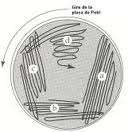 Bacteriologia: Practica 7