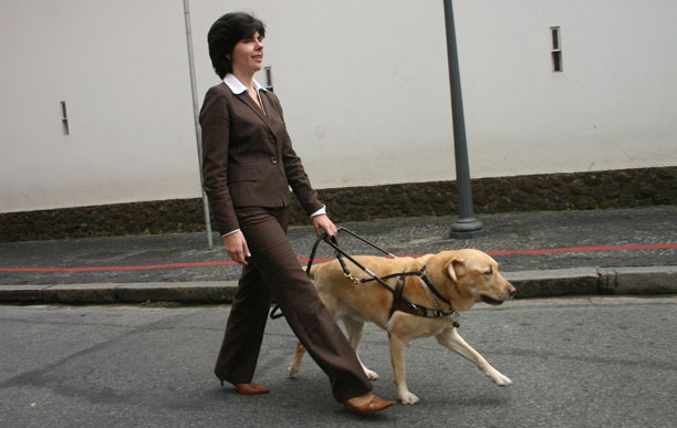 Free Travel: Perro lazarillo