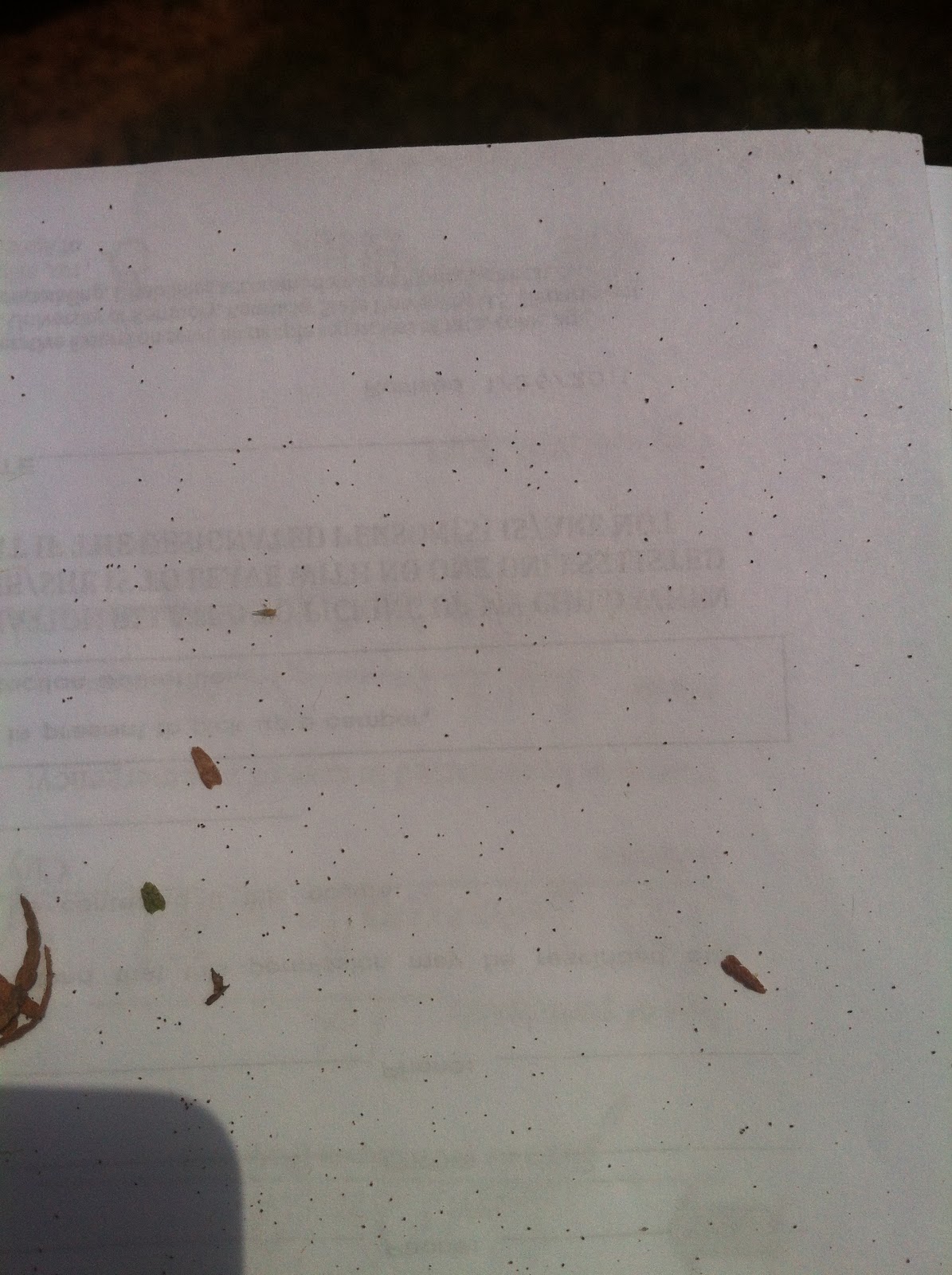 Kentucky Home Gardens: June 2013