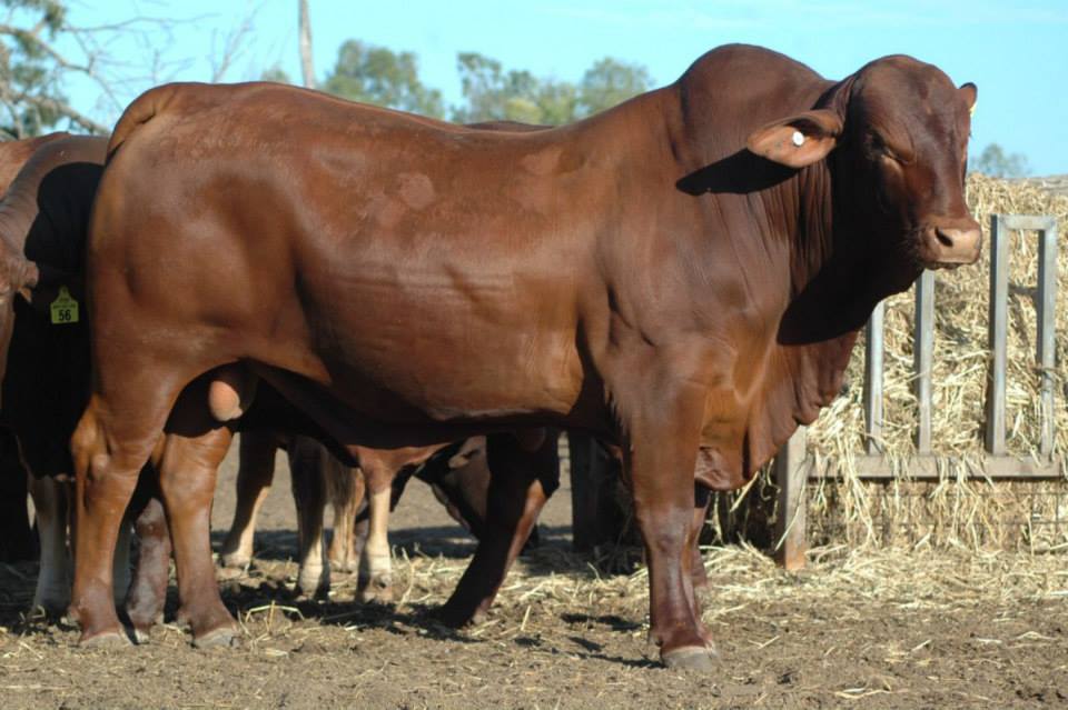 Ilmu Untuk Ternakan Ruminan: Baka-Baka Lembu