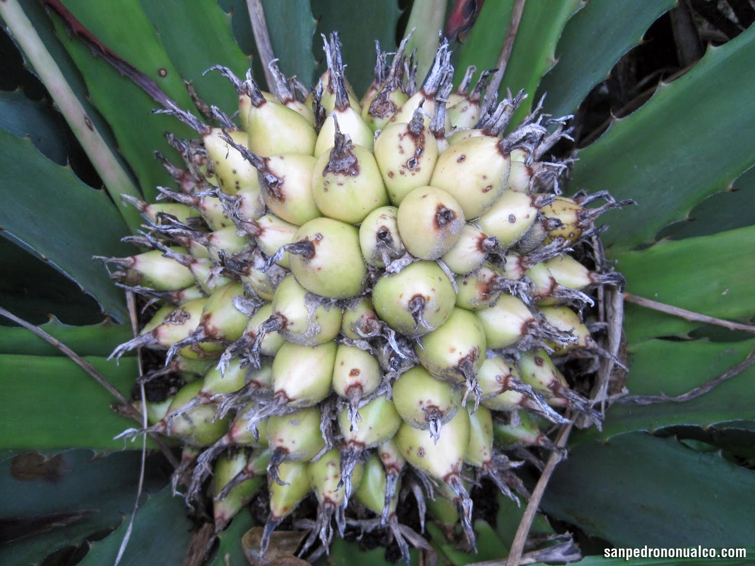 San Pedro Nonualco - Sitio web oficial de los sampedranos: La piñuela