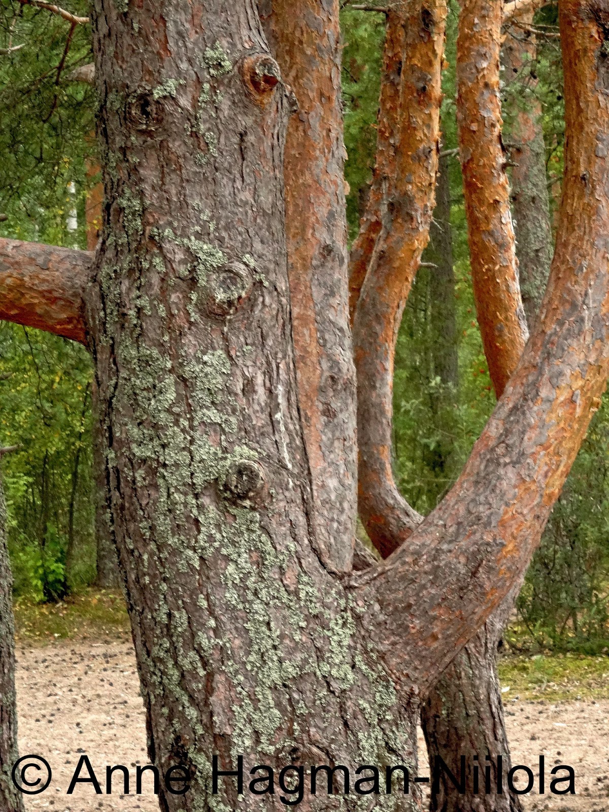 ANNEN LUONTOPÄIVÄKIRJA nature diary: PUUN RUNKO tree trunk