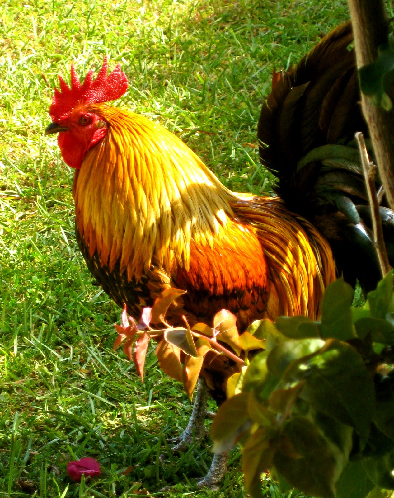 CHICKEN DELIGHT IN BERMUDA