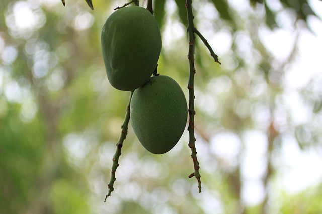 Scientific Names of Crops, Plants, Fruits, Spices and Vegetables