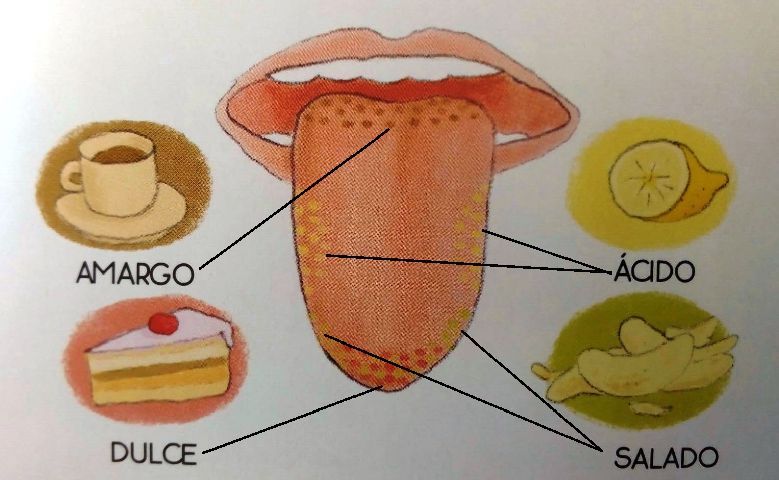 Diario de Infantil 5 años: LOS CINCO SENTIDOS: EL GUSTO