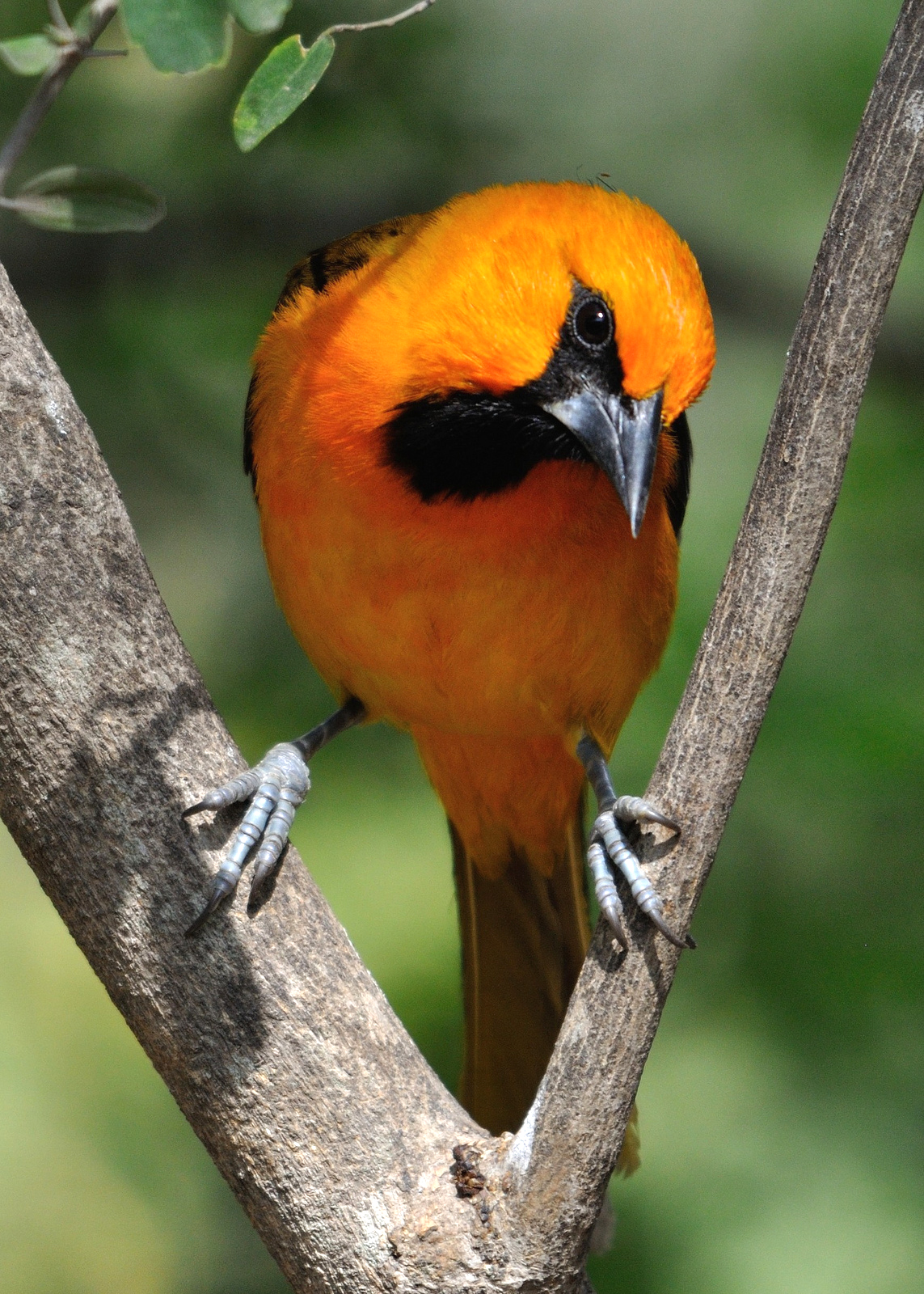 Bellas Aves de El Salvador: Icterus pectoralis (chiltota de pecho ...