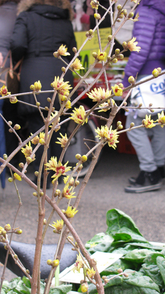 IL VIVAIO DELLE NAIADI: Calicanto