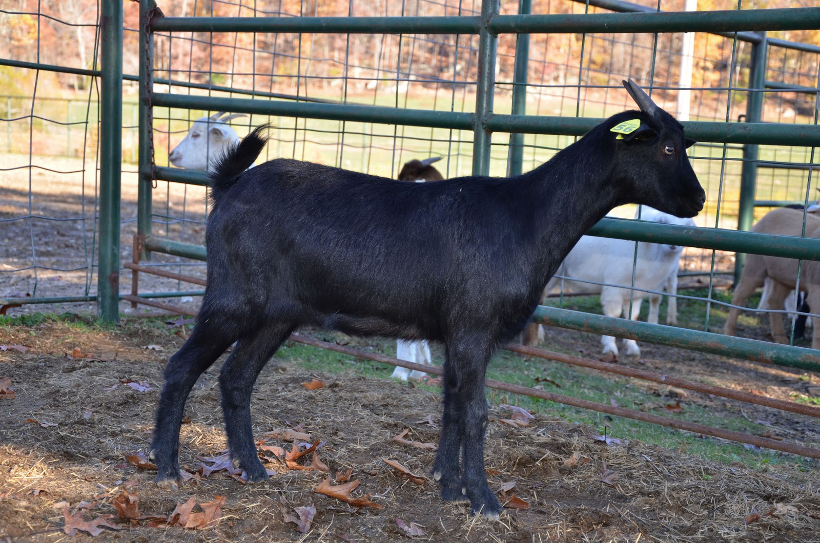 HORSESHOE CANYON RANCH MEAT GOATS: November 2011