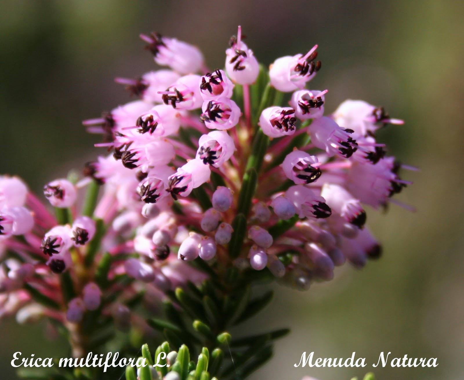 Menuda Natura: Erica multiflora L