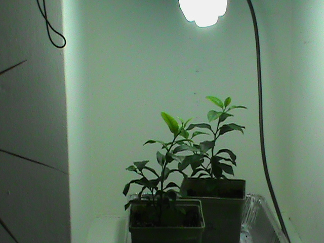 indoor grow light garden: Lemon tree update...april 27th 2011....