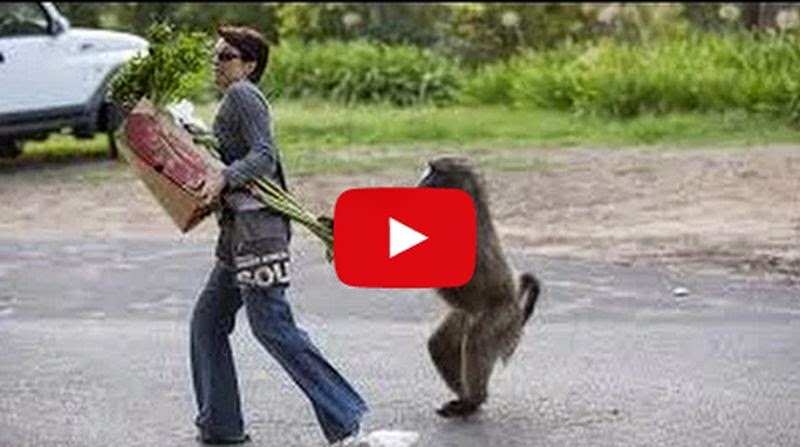 Funny Monkeys Stealing Things Compilation - Must Watch Video