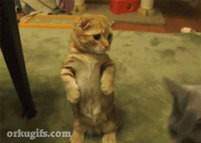 stardreamss: Gifs de gatinho