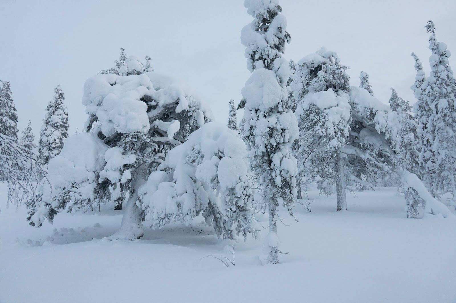 Värriön luontopäiväkirja - Varrio nature diary: Elämää tykkymetsässä ...
