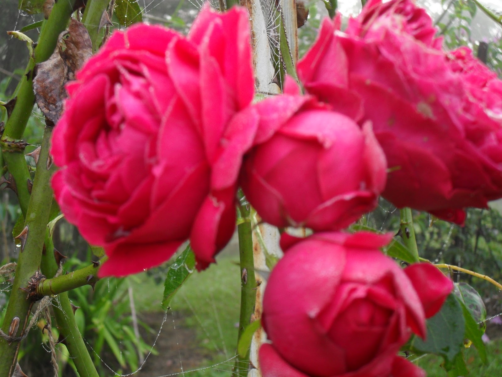 .The Old French Doors: Roses and Chandeliers