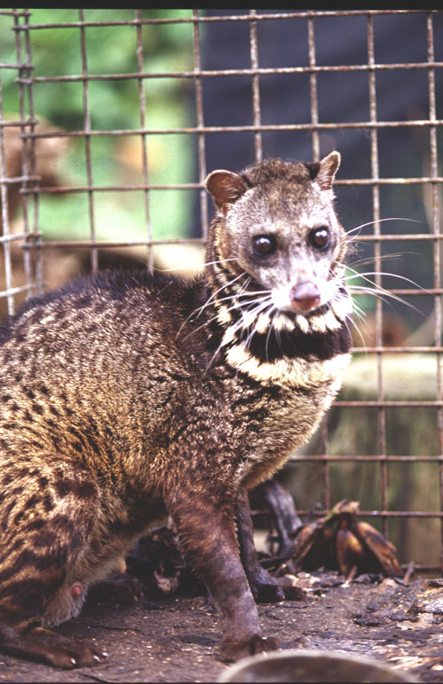 Negeri Hamesha: HORE, 12 Juni 2010