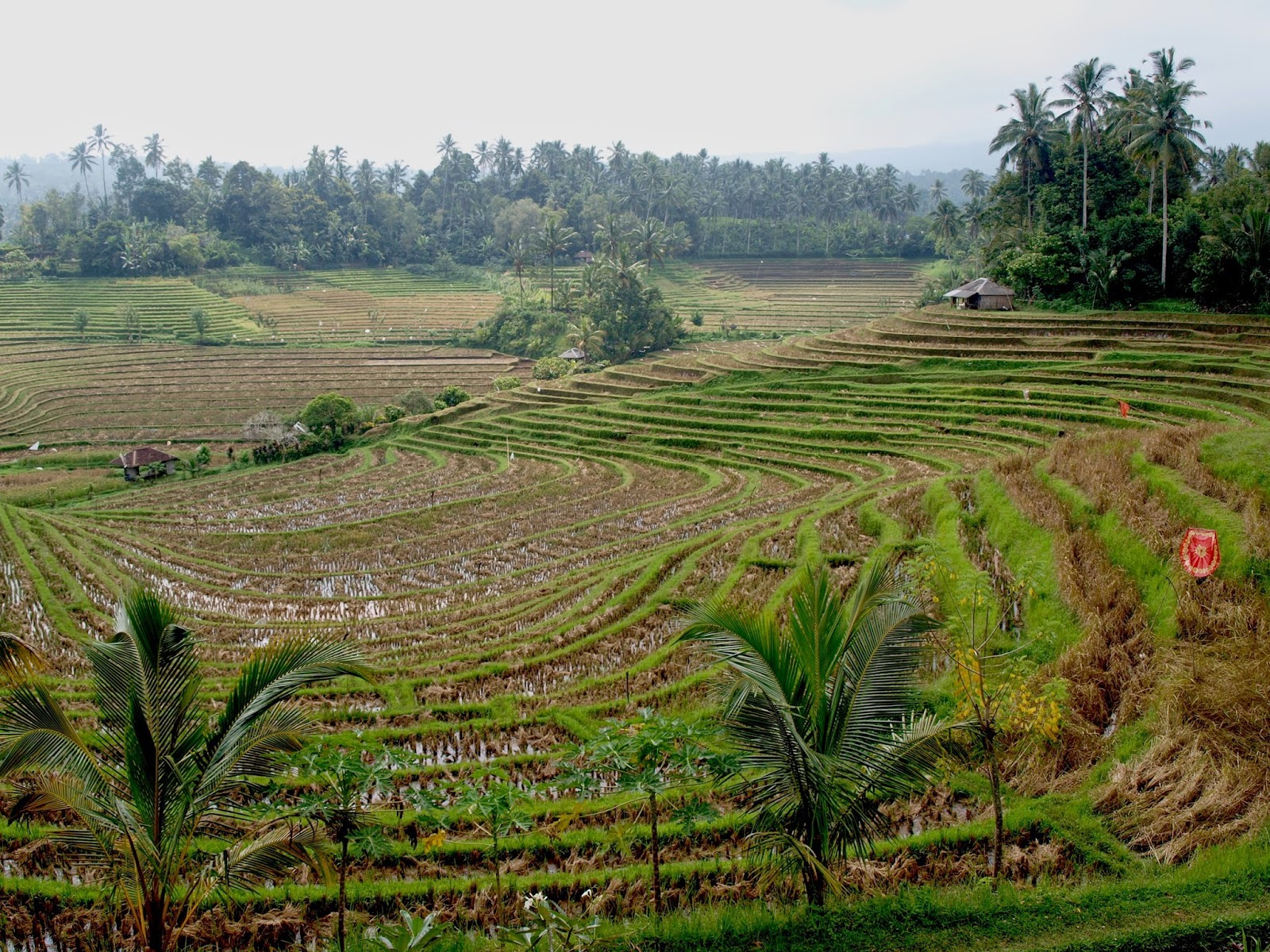 Hello full life: Premières rizières