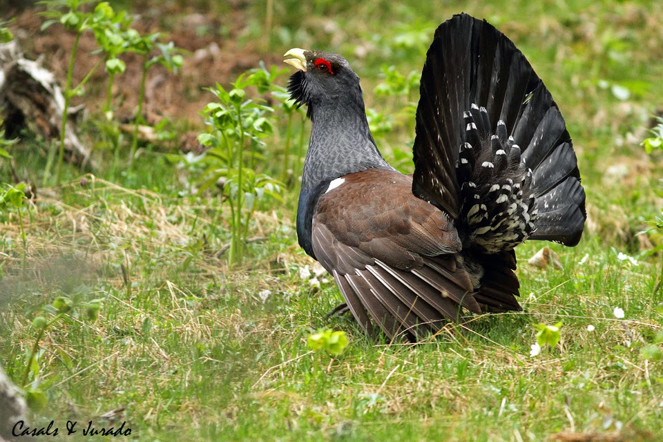 CRÒNIQUES NATURALISTES: FOTOS D'ALTRES GRUPS D'AUS