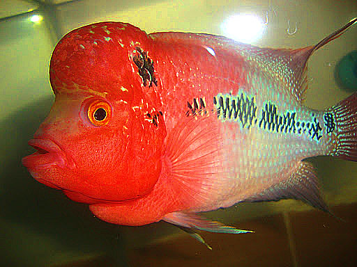 Flowerhorn The Hybrid Cichlids: Flowerhorn Red Dragon