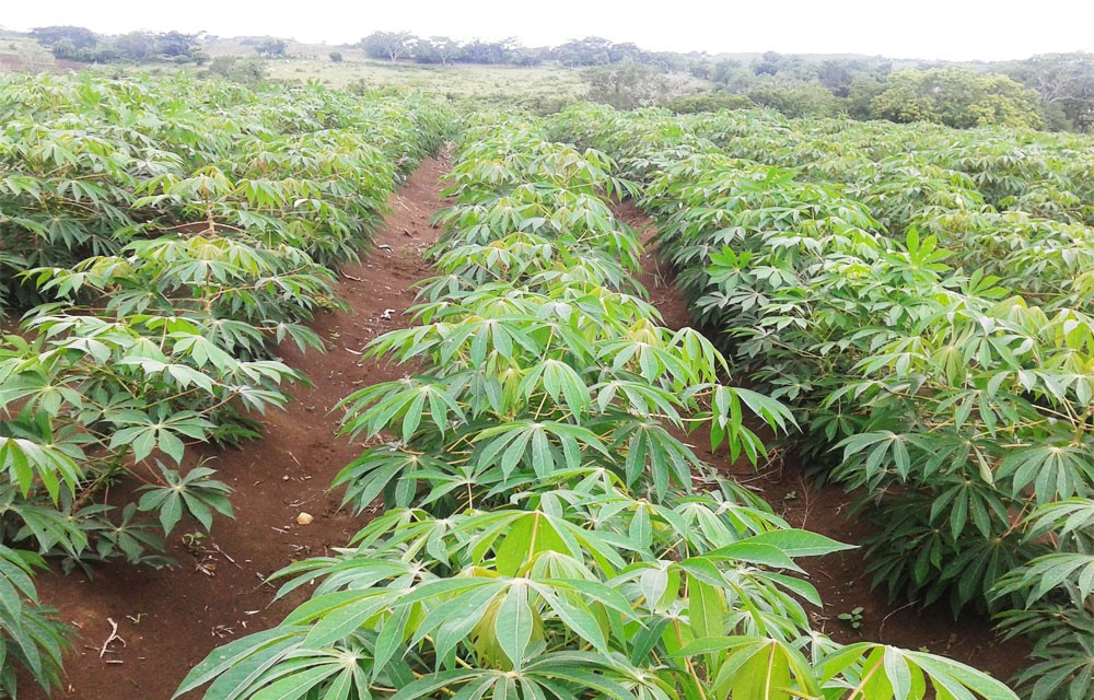 PROPIEDADES CURATIVAS DE LA YUCA | 60 MINUTOS NOTICIAS