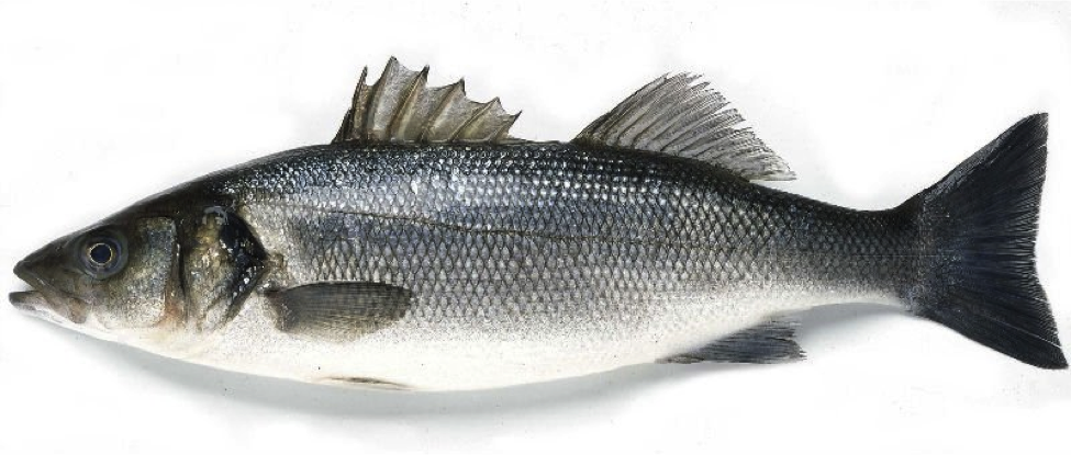 Virginia Tech Ichthyology Class : Save Our Sea Bass, by Don Orth