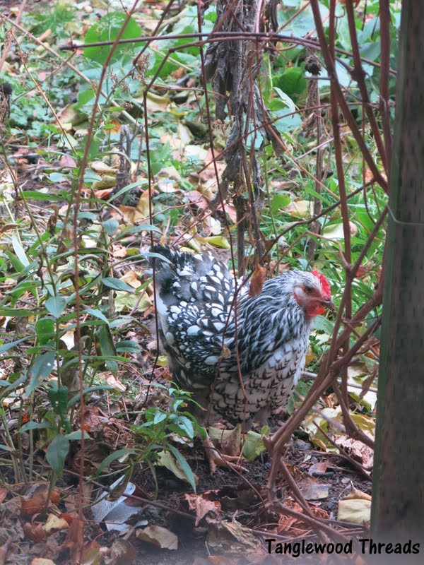 Tanglewood Threads: 2015