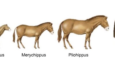 Evolution of horses ♥: How did the physical apperance of horses change ...