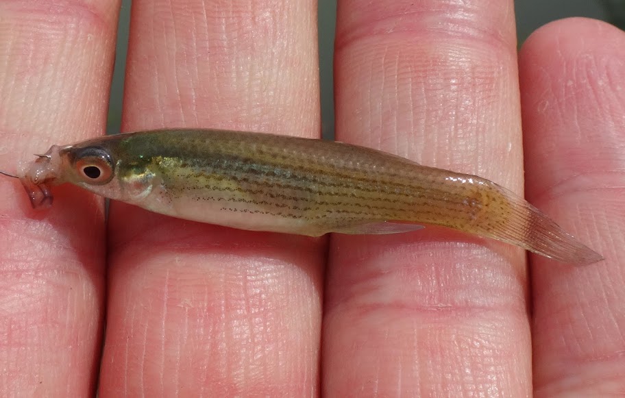 Ben Cantrell's fish species blog: Lifer hunting in the Ozarks