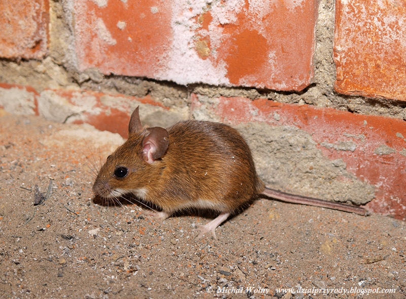 Z notatnika przyrodnika - muzealnika: 2015