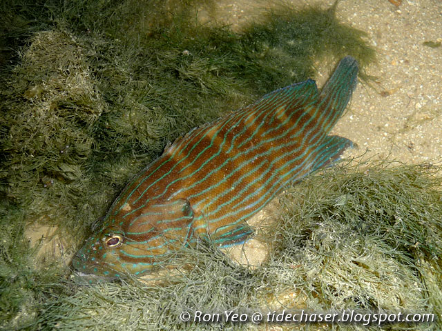 tHE tiDE cHAsER: Perciformes Fishes (Phylum Chordata: Order Perciformes ...