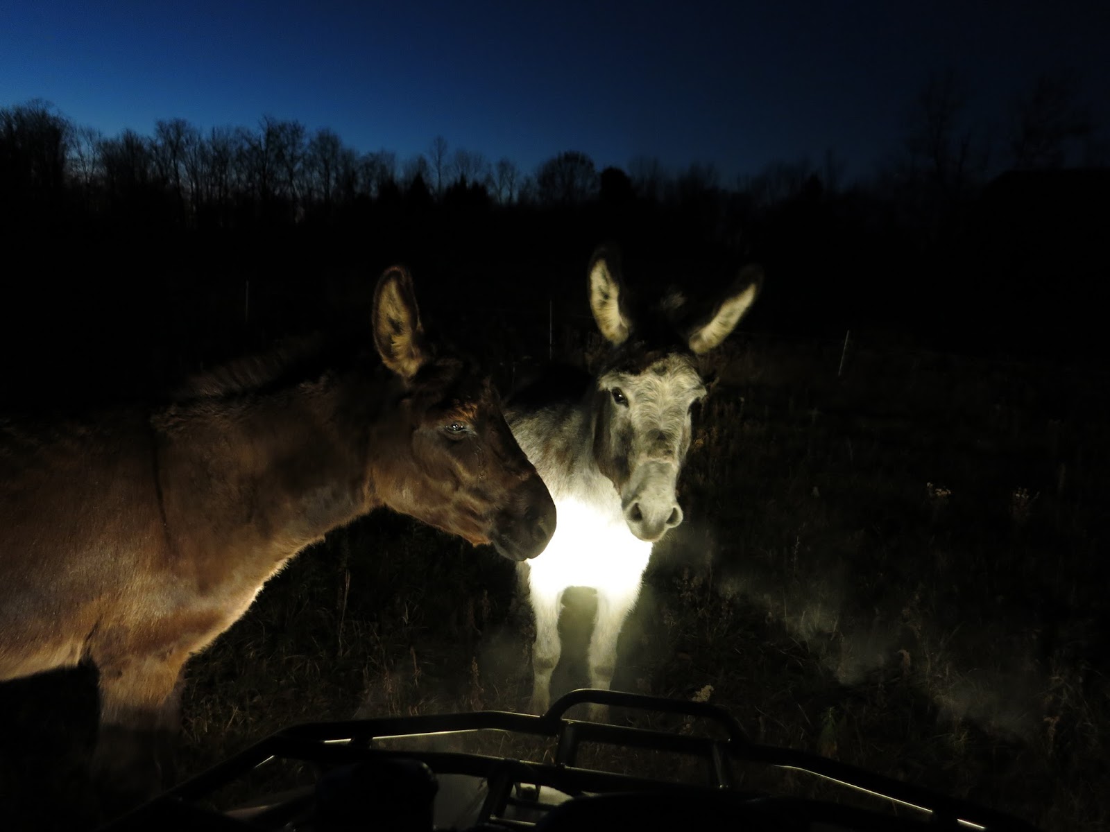 The Dancing Donkey: The Night Crew