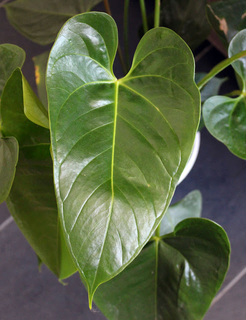 Xx Garden: L'ANTHURIUM ROUGE ou " LANGUE DE FEU