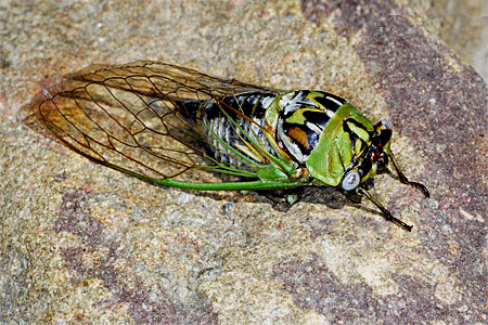 Fly Fishing In Yellowstone National Park: Say What