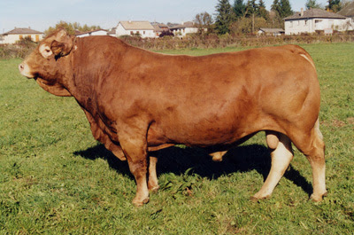 GANADERIA LIMOUSIN RUEDA: TOROS UTILIZADOS EN LA EXPLOTACION